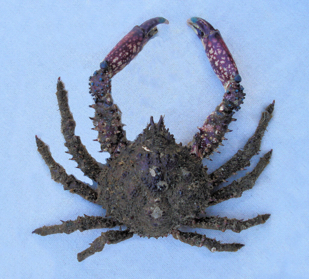 Flat Spider Crab | Mexican Crabs.org