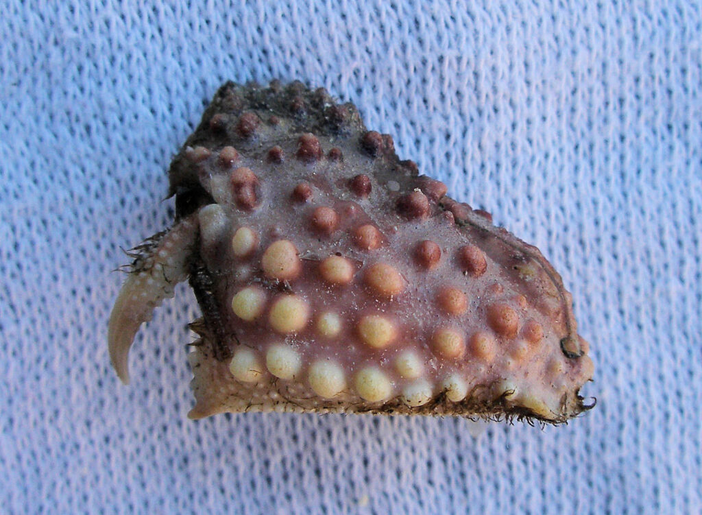 Small Arched Box Crab | Mexican Crabs.org