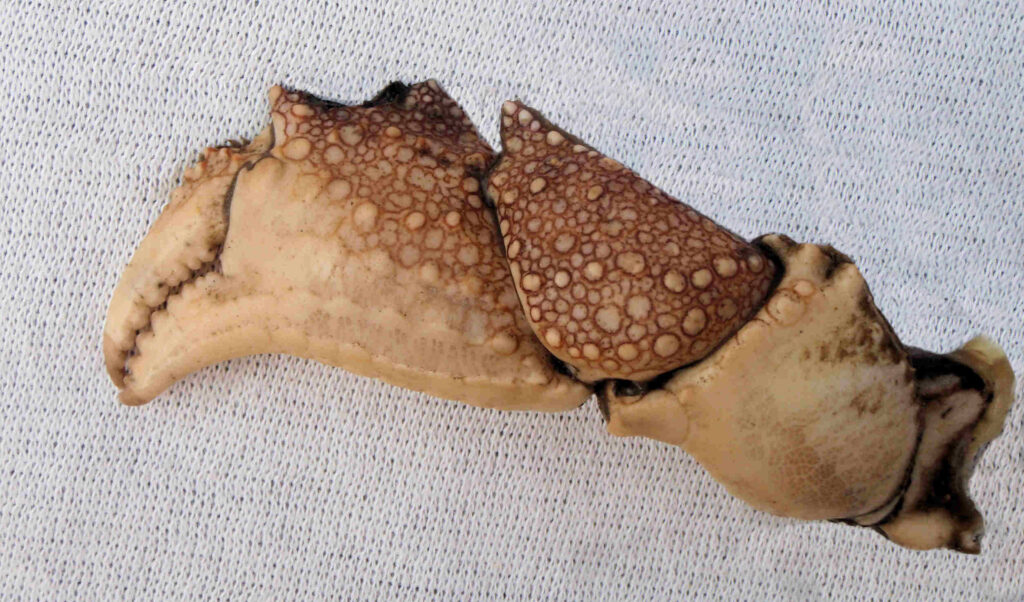 Spotted Box Crab | Mexican Crabs.org