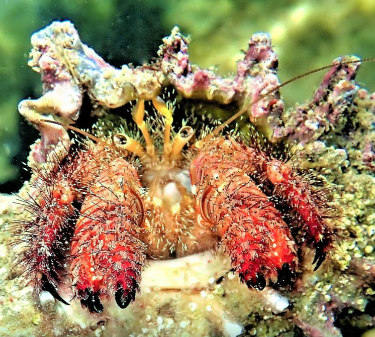 Elegant Hermit Crab | Mexican Crabs.org