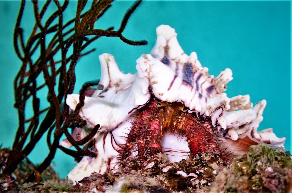Elegant Hermit Crab | Mexican Crabs.org