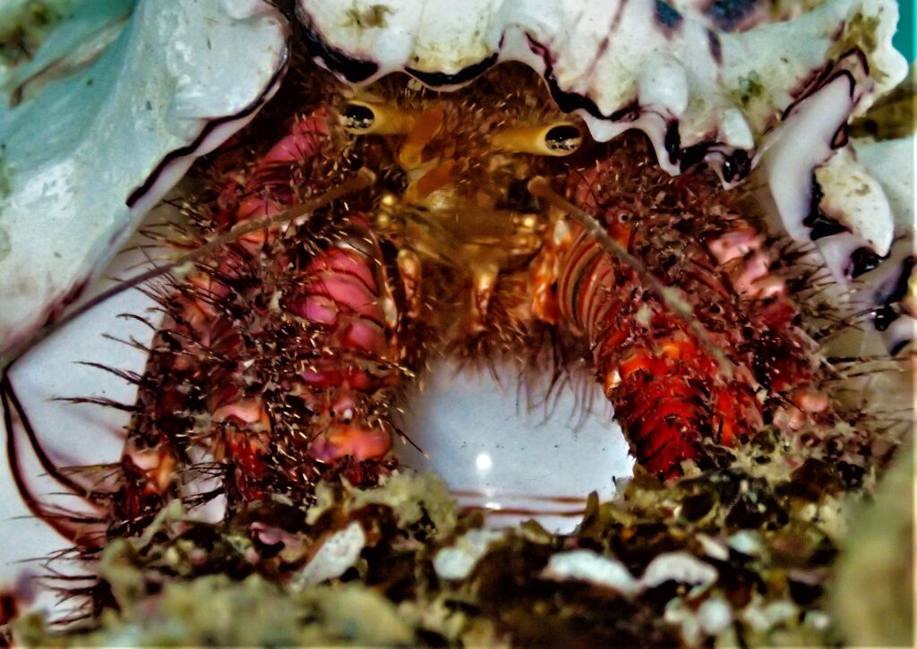 Elegant Hermit Crab | Mexican Crabs.org