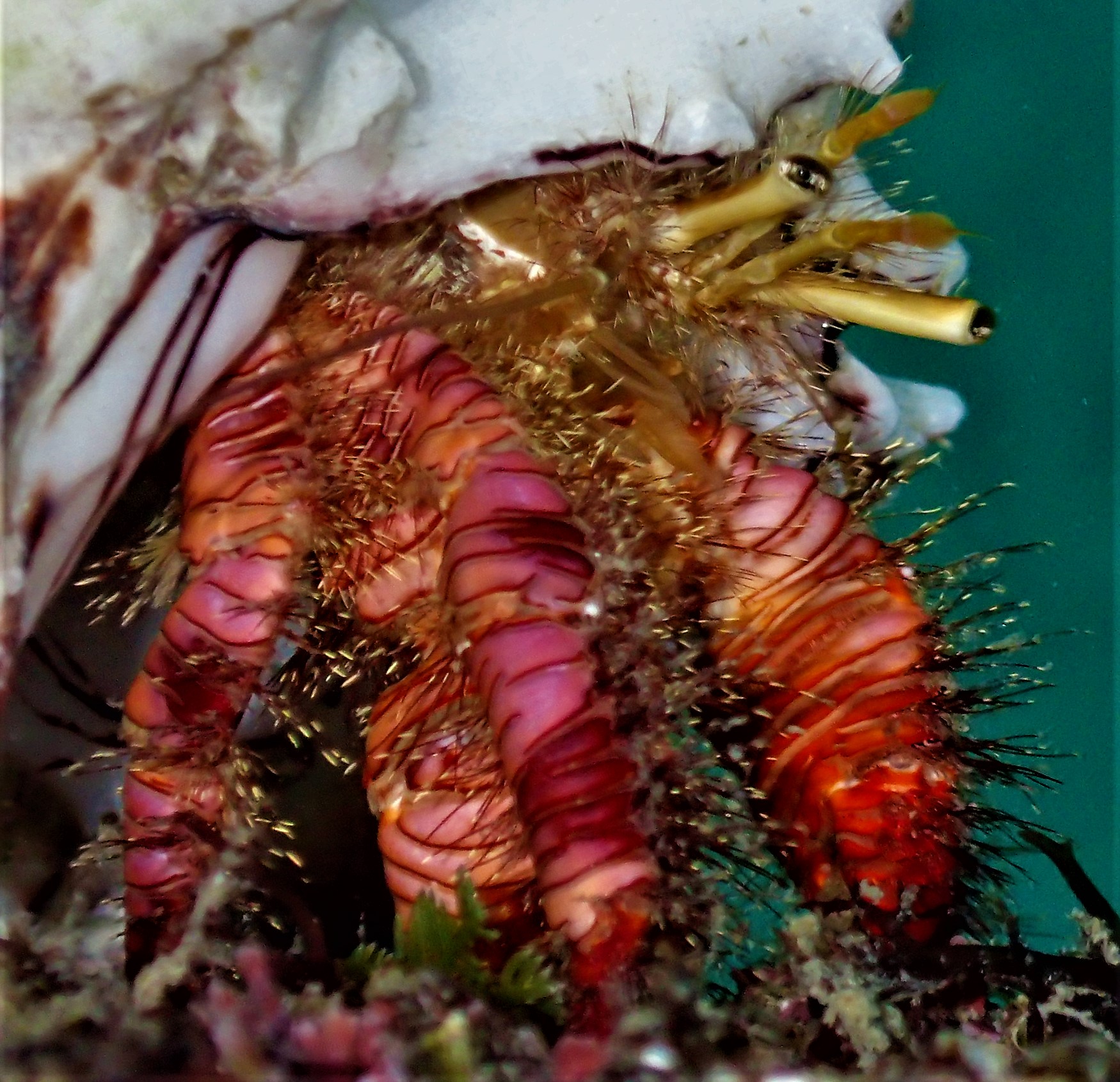 Elegant Hermit Crab | Mexican Crabs.org