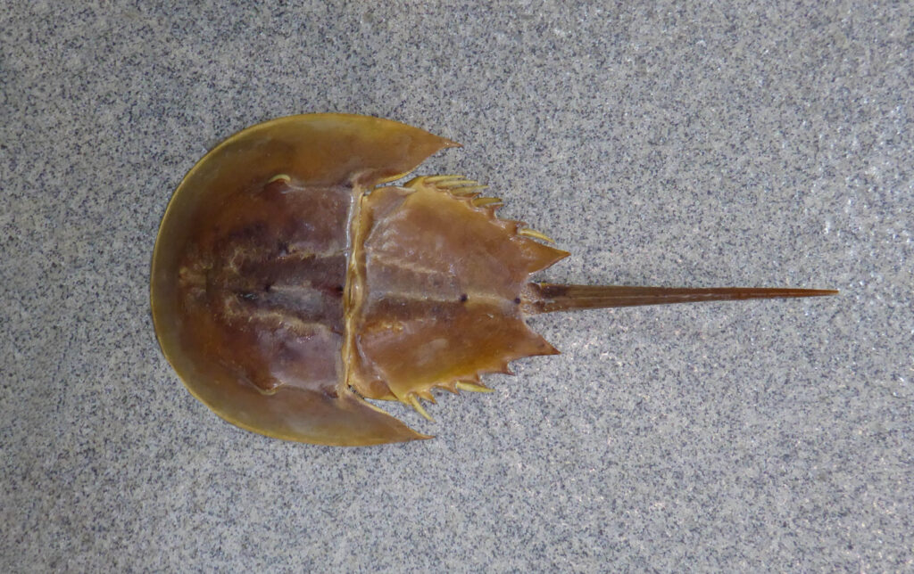 American Horseshoe Crab | Mexican Crabs.org