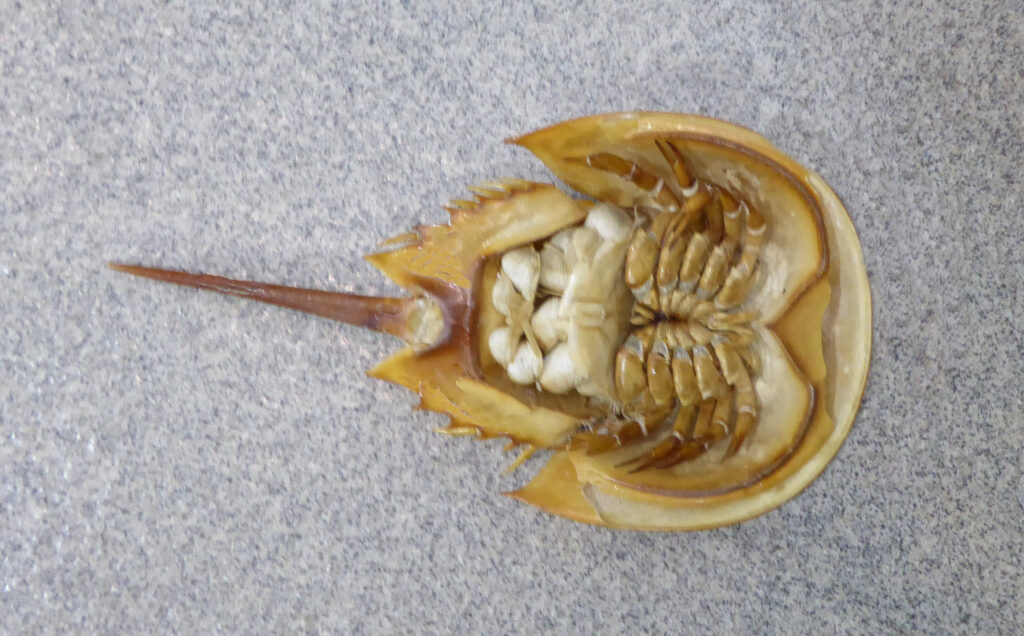 American Horseshoe Crab | Mexican Crabs.org