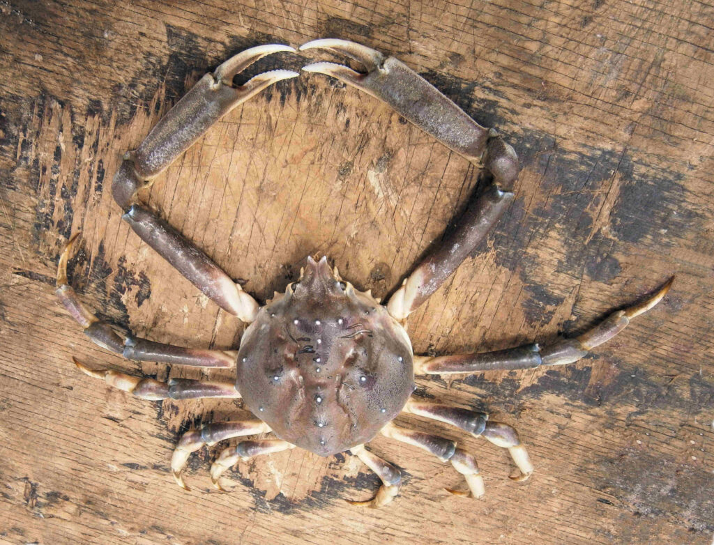 Mexican Spider Crab | Mexican Crabs.org