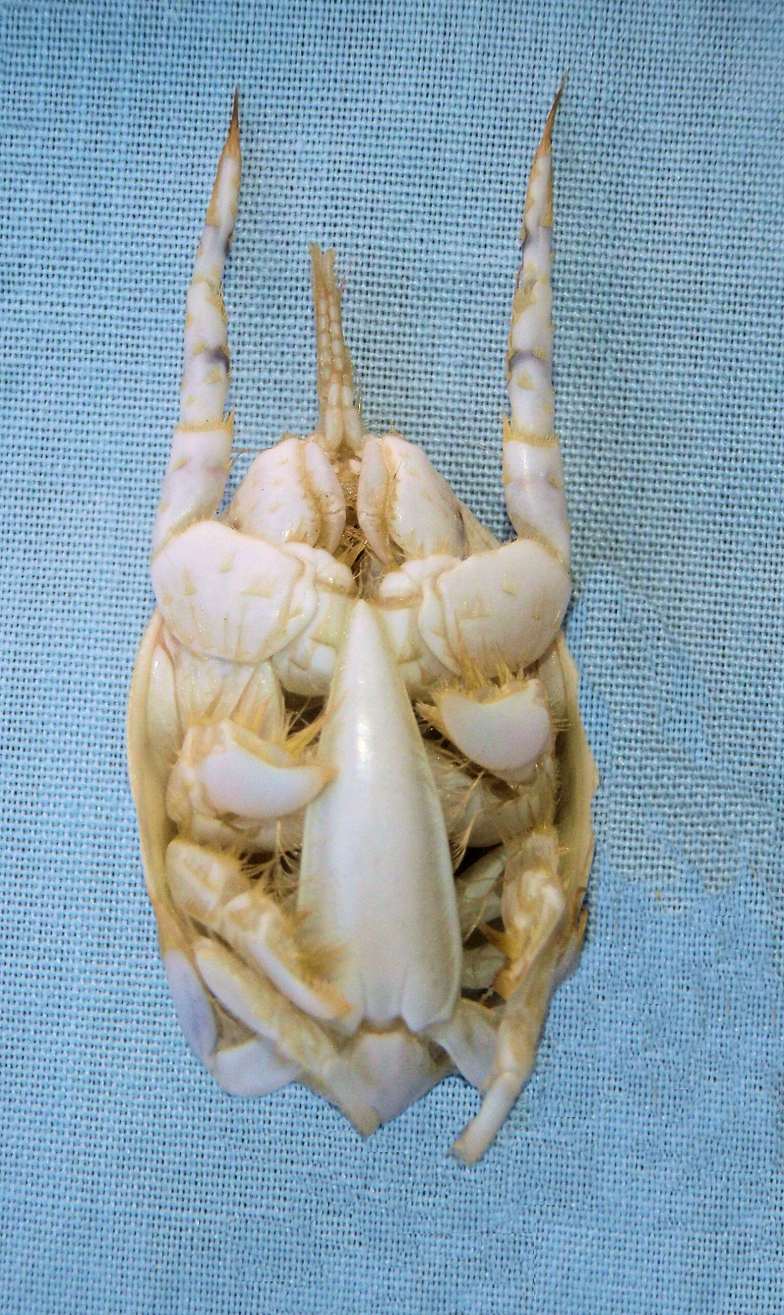 Draft – Pacific/Marmorata Mole Crab | Mexican Crabs.org