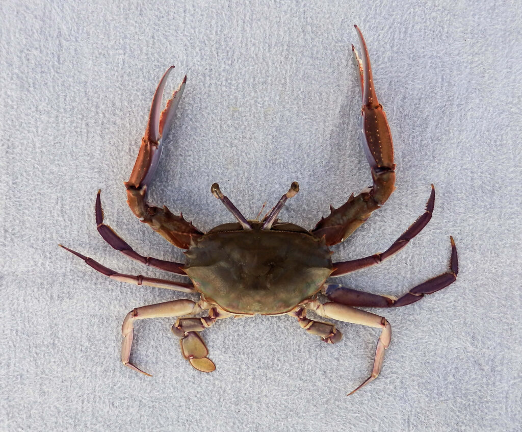 Robust Swim Crab | Mexican Crabs.org