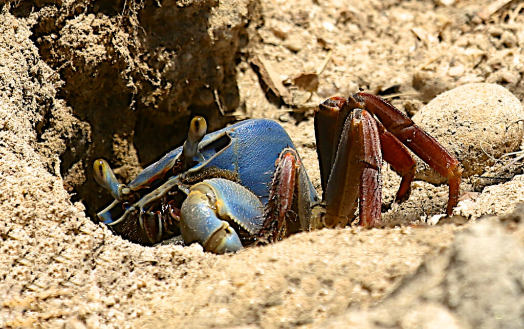 Mouthless Land Crab | Mexican Crabs.org